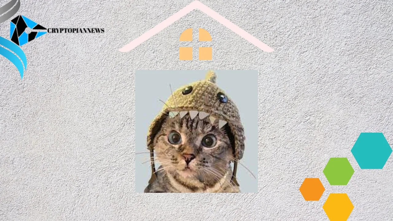 Discover the Enigmatic World of Shark Cat Now!